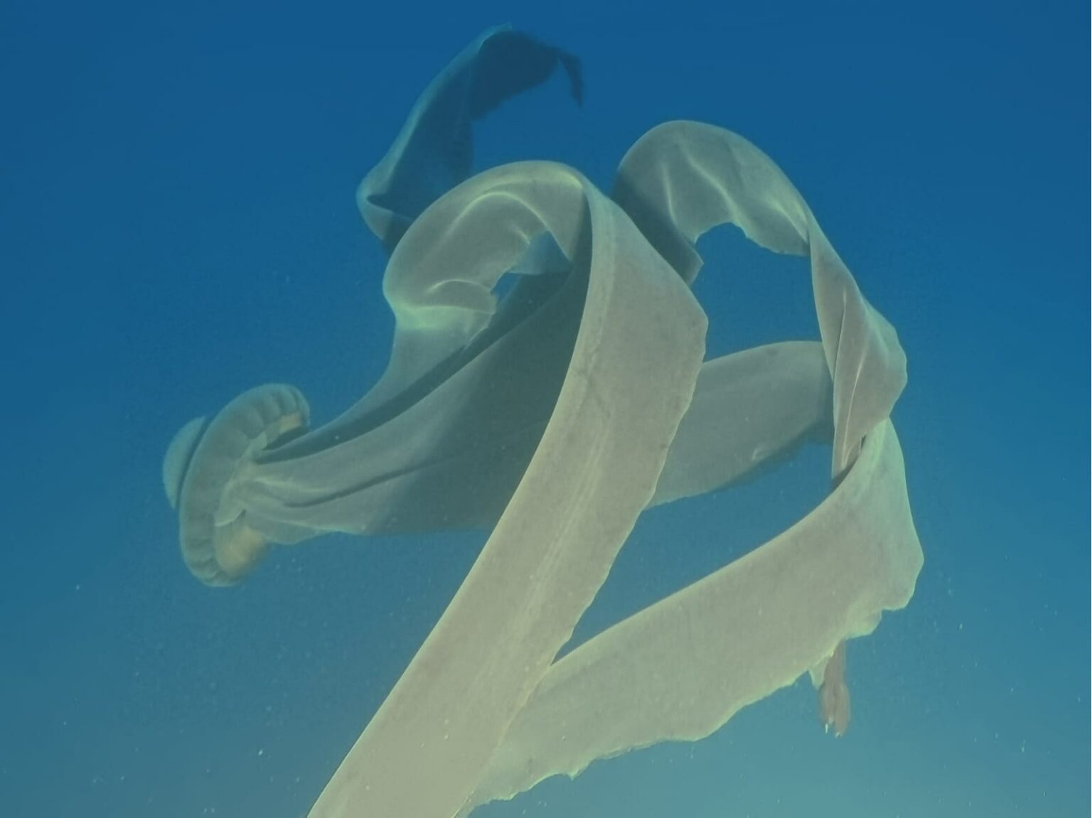 Las impresionantes fotos de la medusa fantasma que encontraron en el Ártico