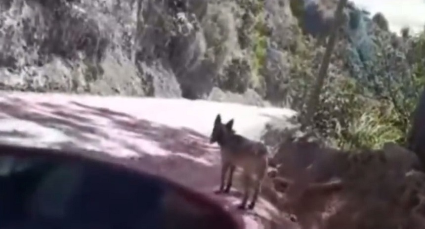 EN VIDEO l ¿Será Wilson? Hallan a un perrito muy parecido al héroe ...