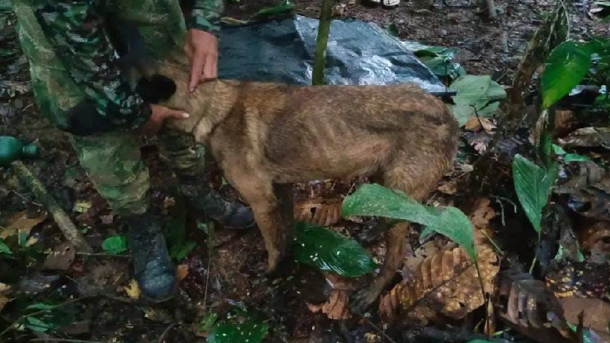 Renace esperanza de encontrar a Wilson, consiguen perro similar