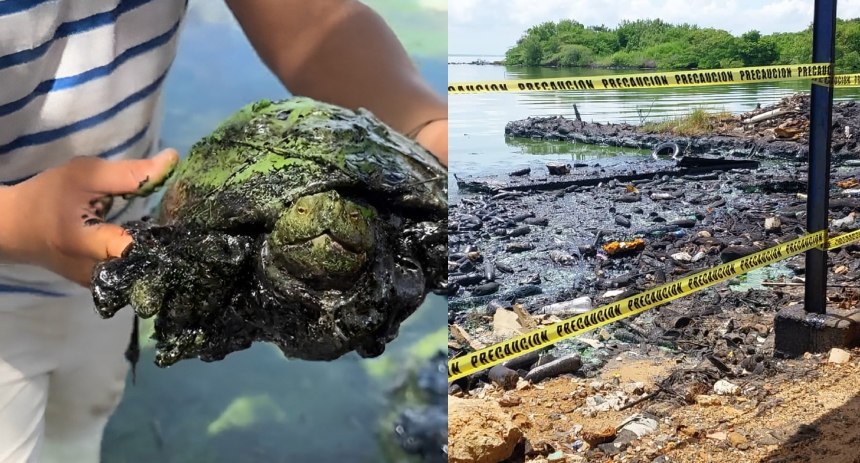 Rescatan a tortuga cubierta de petróleo en el Lago de Maracaibo