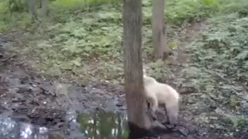 El video de la extraña cría de oso pardo albino que se volvió una ...