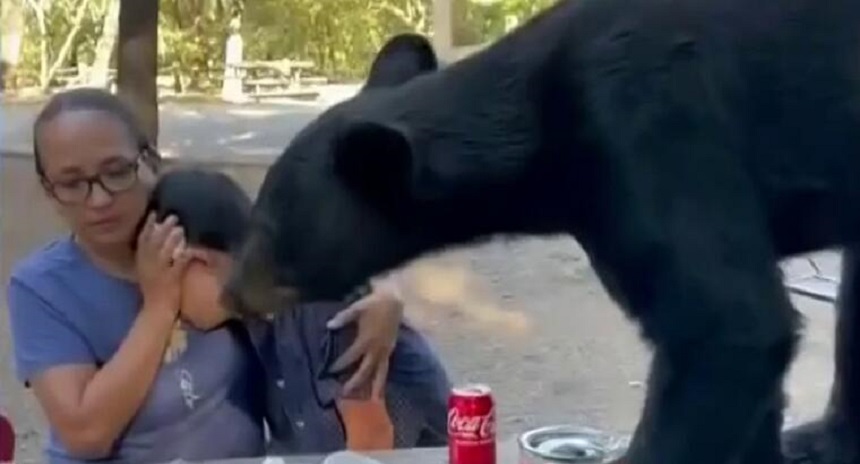 “El oso quería ver si éramos comida”: Habló la madre del video viral en ...