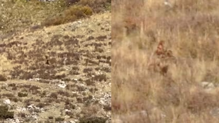 El video viral de ¿Pie Grande? Del que todos hablan, lo habrían visto ...