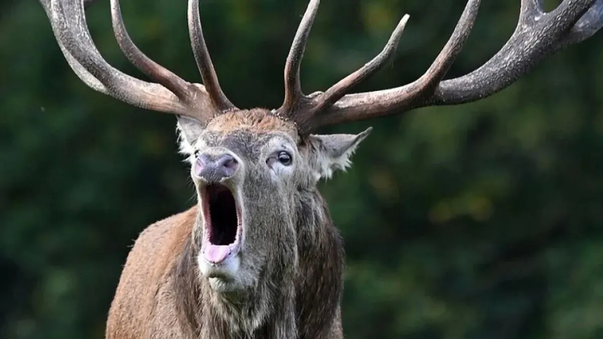 Así es la «enfermedad del ciervo zombi» que enciende las alarmas en EEUU