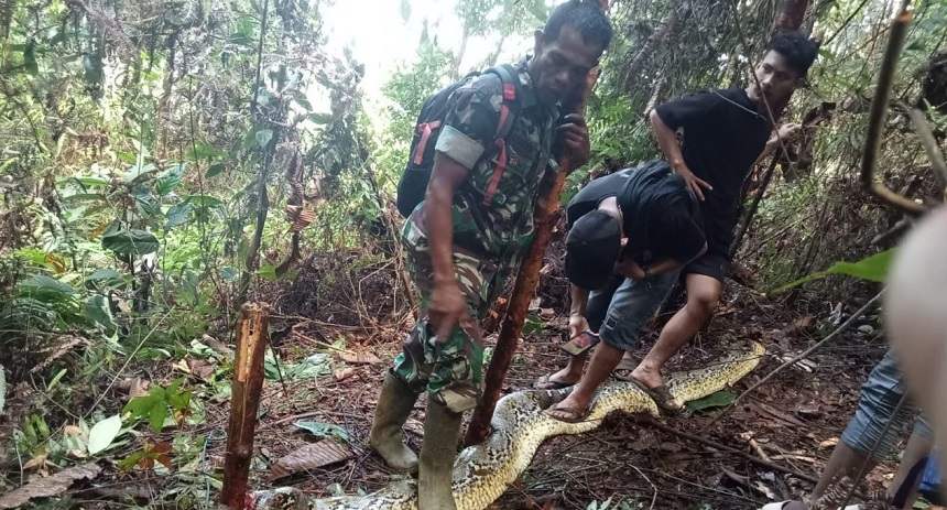 Pitón se comió a una mujer en Indonesia, es la segunda muerte de este tipo en el último mes