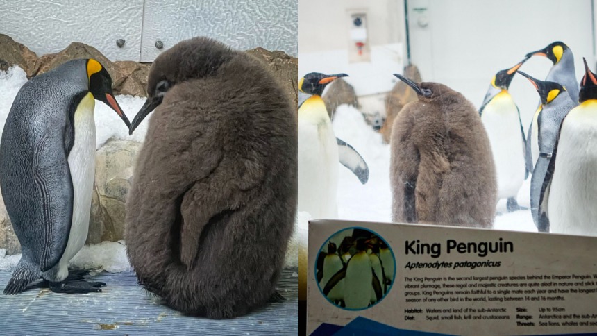 ¿Quién es Pesto? La historia del pingüino bebé que se hizo viral por una razón... de peso