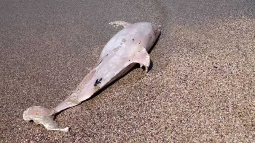 Encuentran a un delfín muerto en playa de Sucre