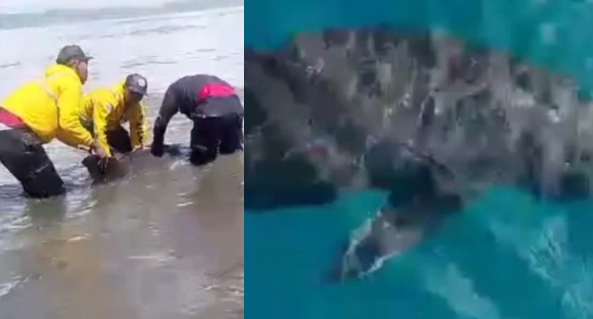 Rescatan a delfín que había quedado varado en Higuerote